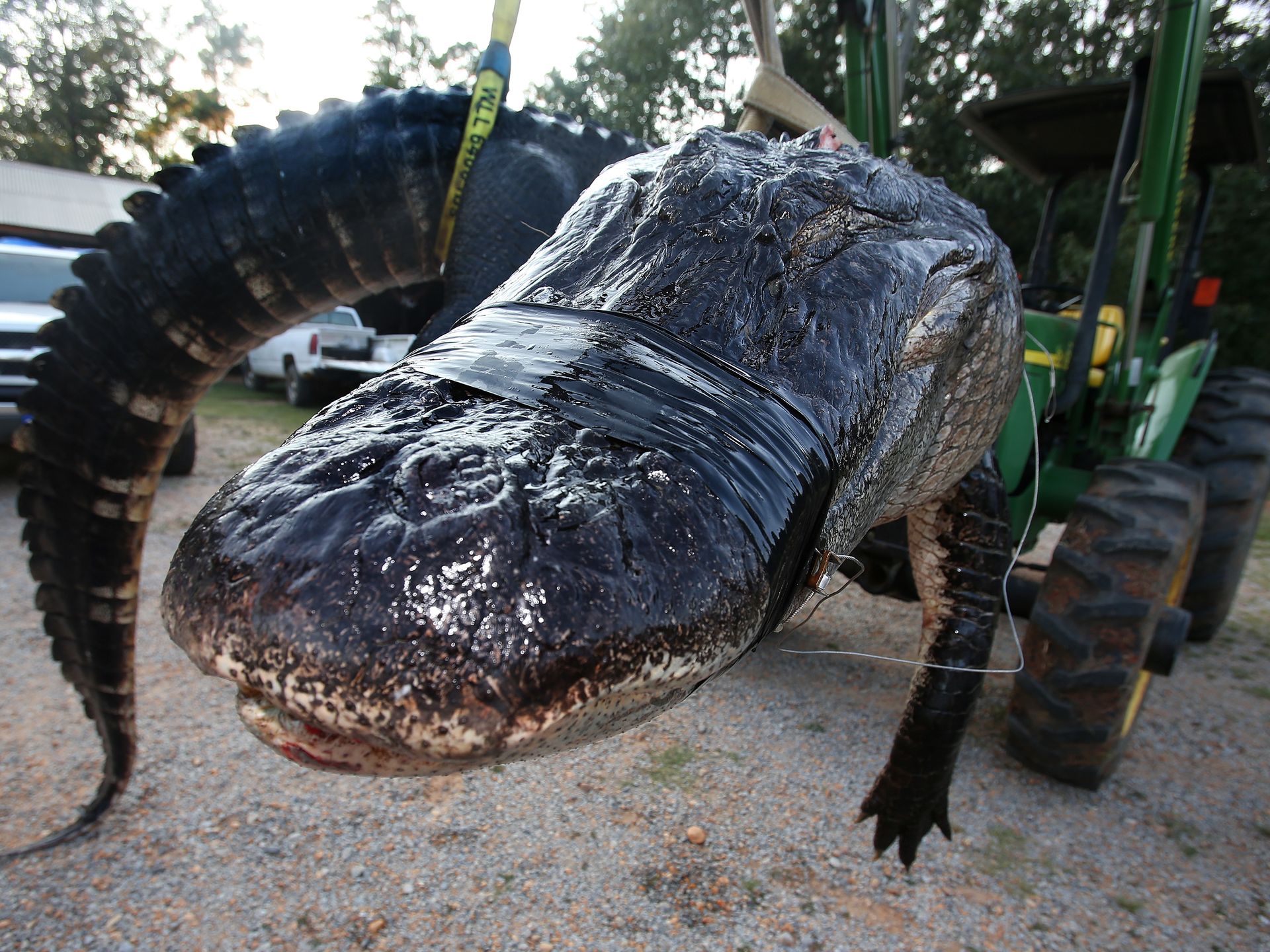 Alabama family battles 1,000 pound Alligator! – Skiff Life