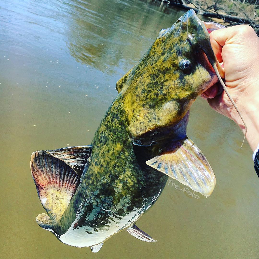 5.25lb catfish I caught in the Neuse river.. | Skiff Life